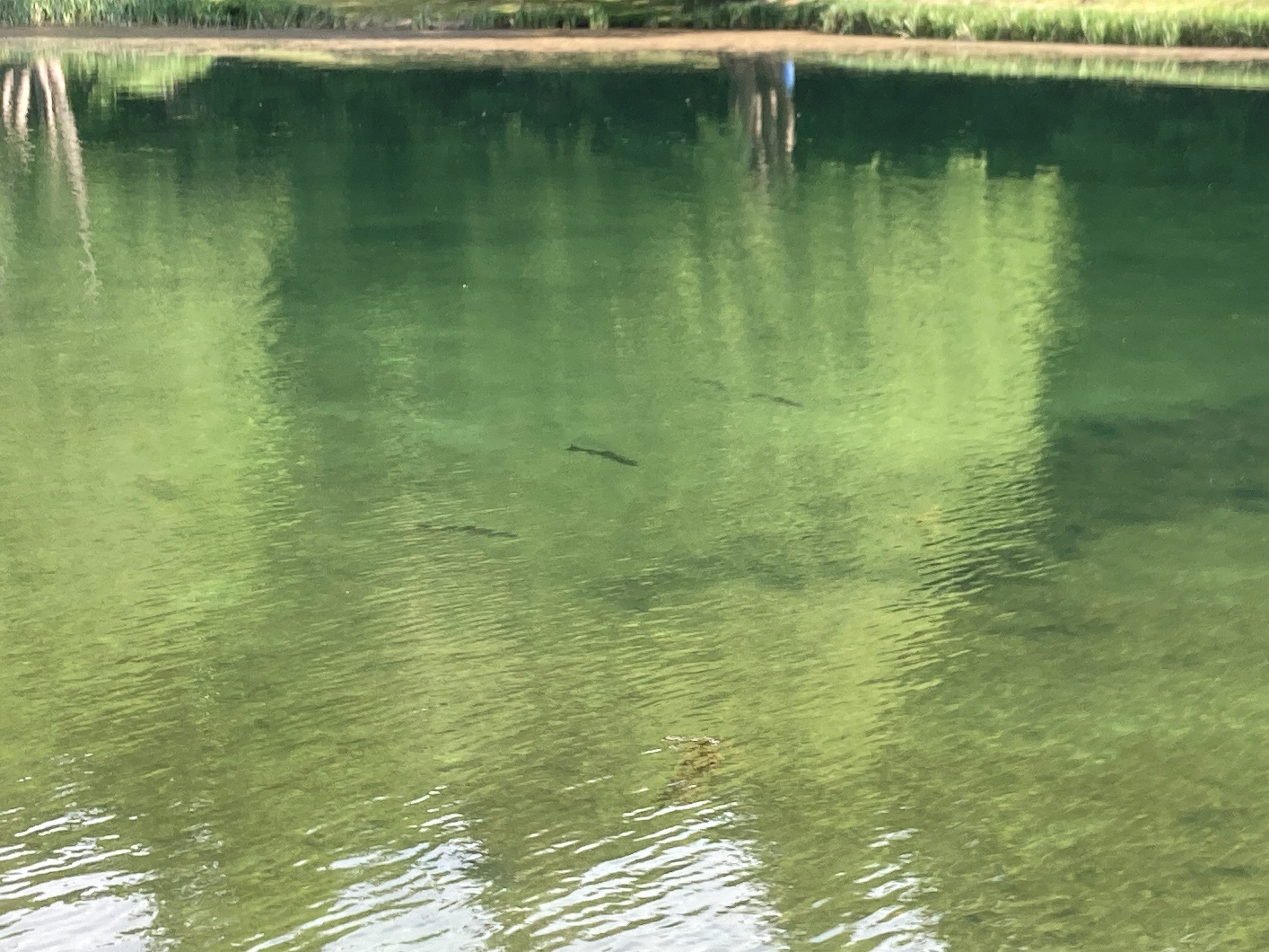 Fishery Report 27th May – Albury Estate Fisheries