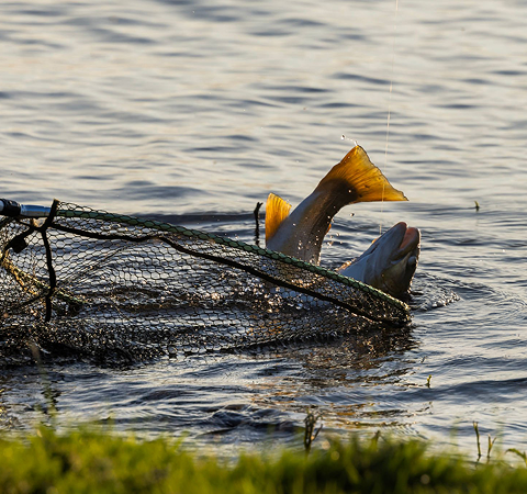 BOOK FISHING – Albury Estate Fisheries
